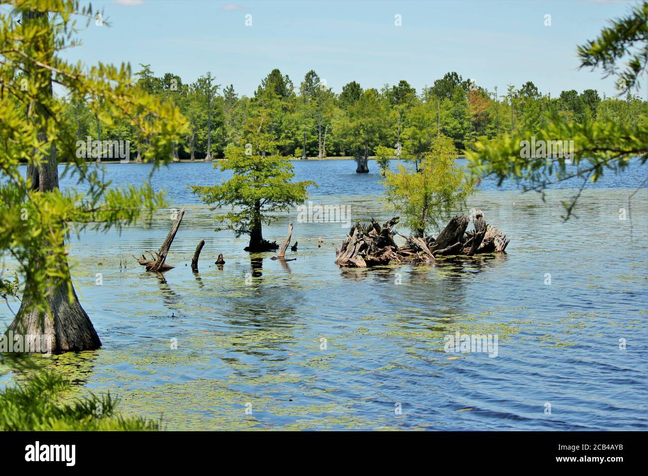 Bald cyprus forest hi-res stock photography and images - Alamy