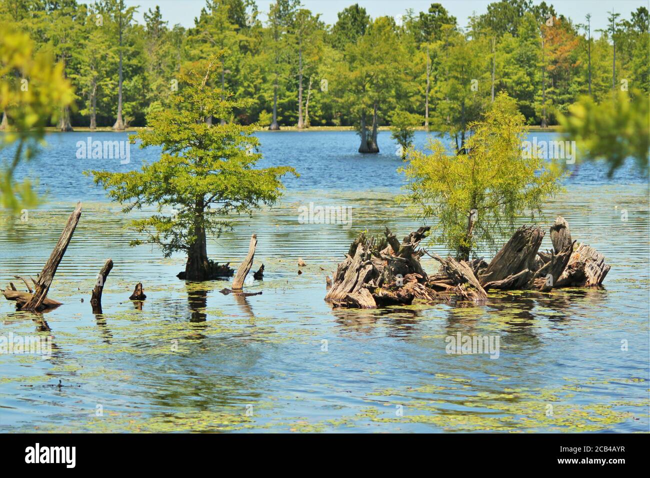 Bald cyprus forest hi-res stock photography and images - Alamy