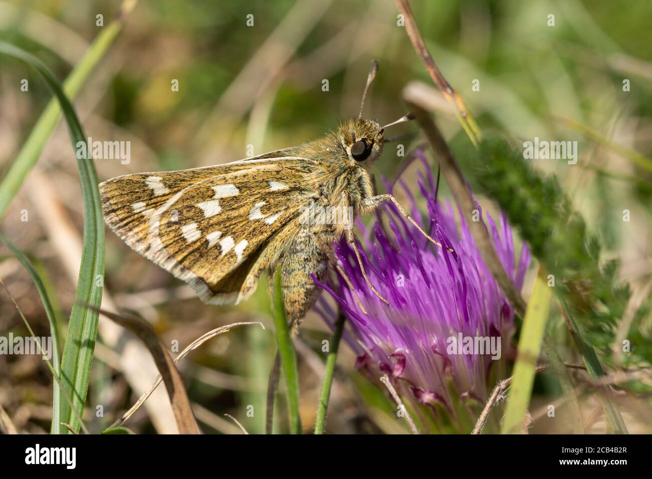 Silver purple hi-res stock photography and images - Alamy