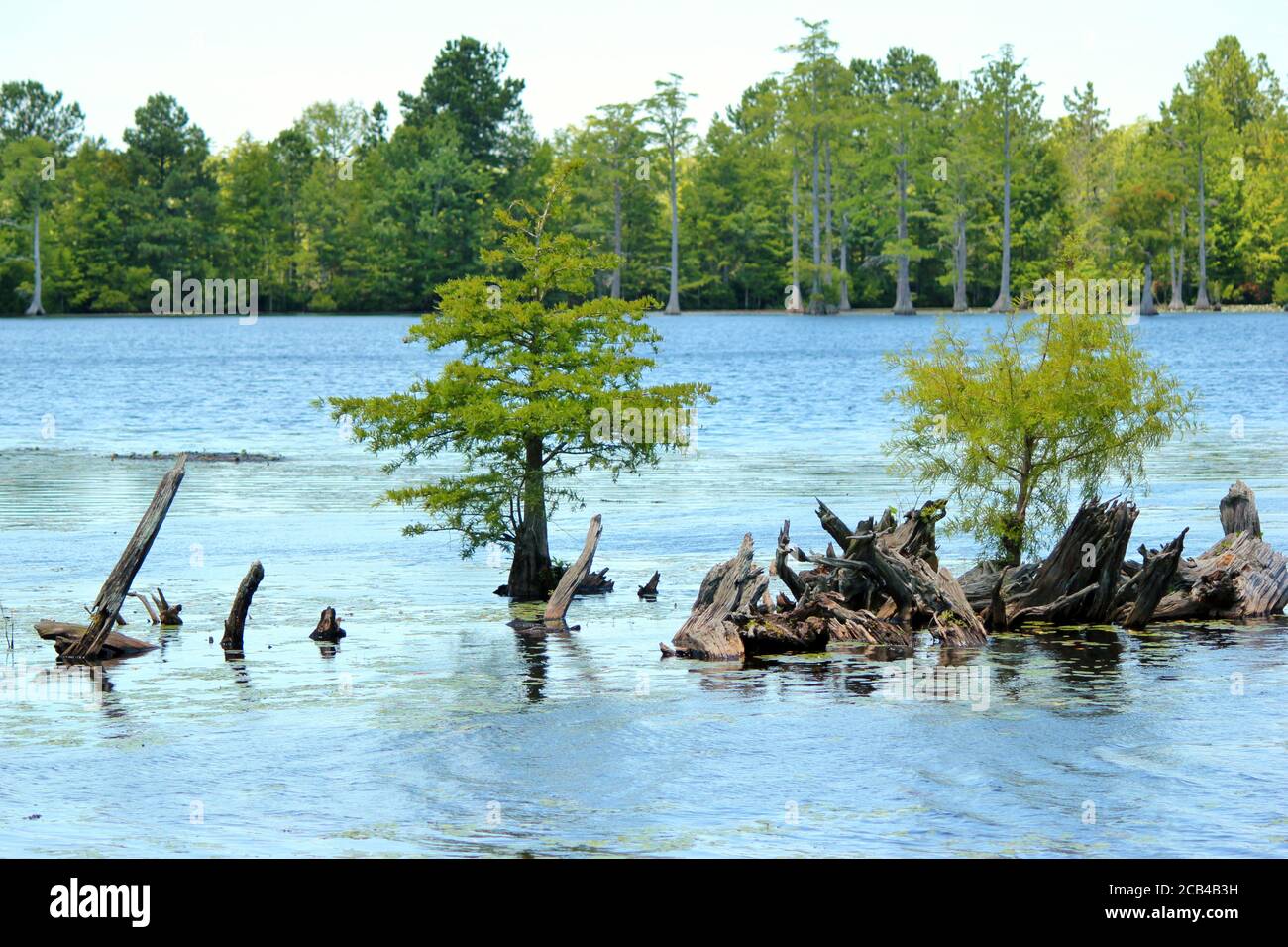 Cypress tree lake hi-res stock photography and images - Alamy