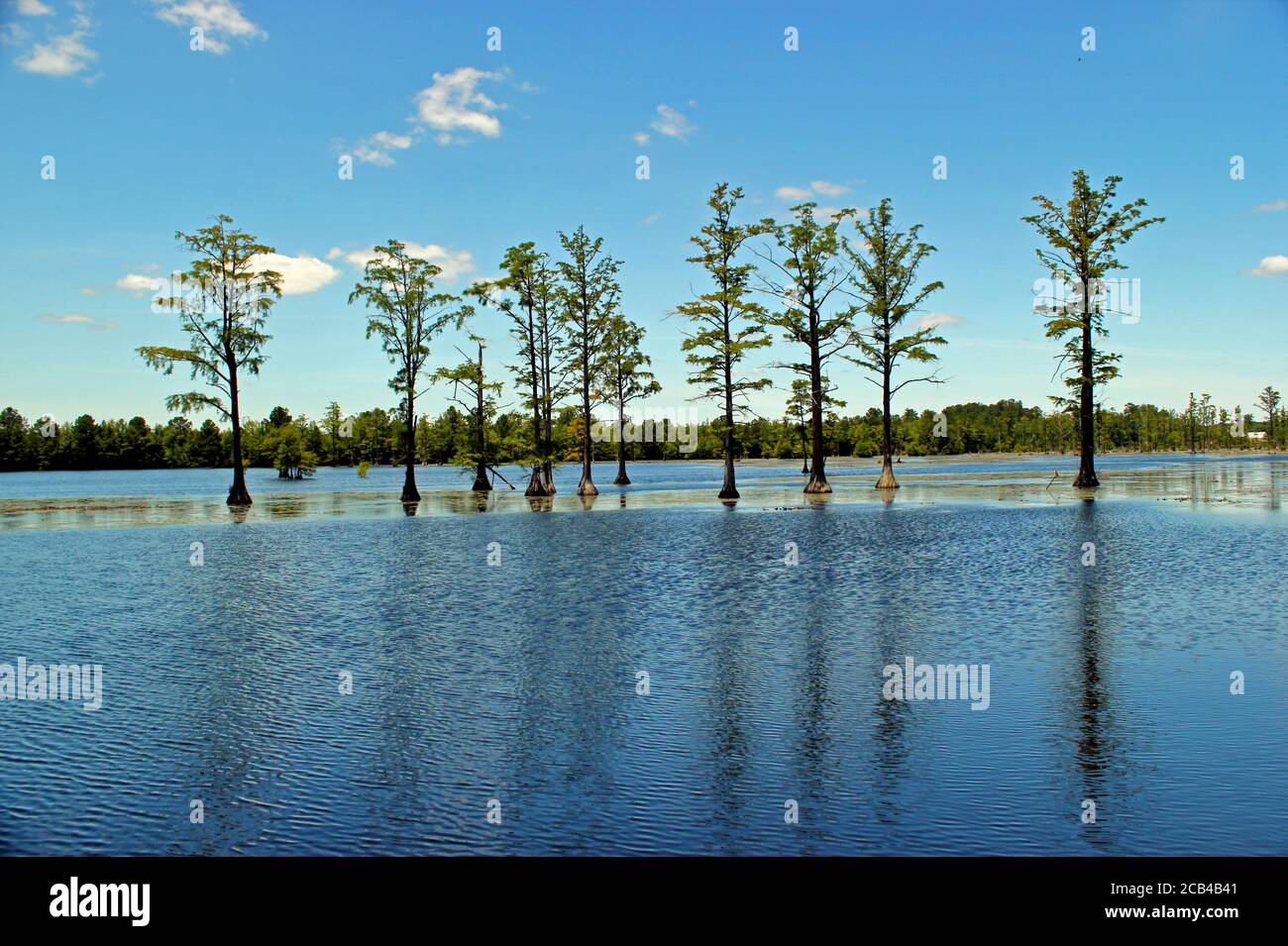 Bald cyprus forest hi-res stock photography and images - Alamy