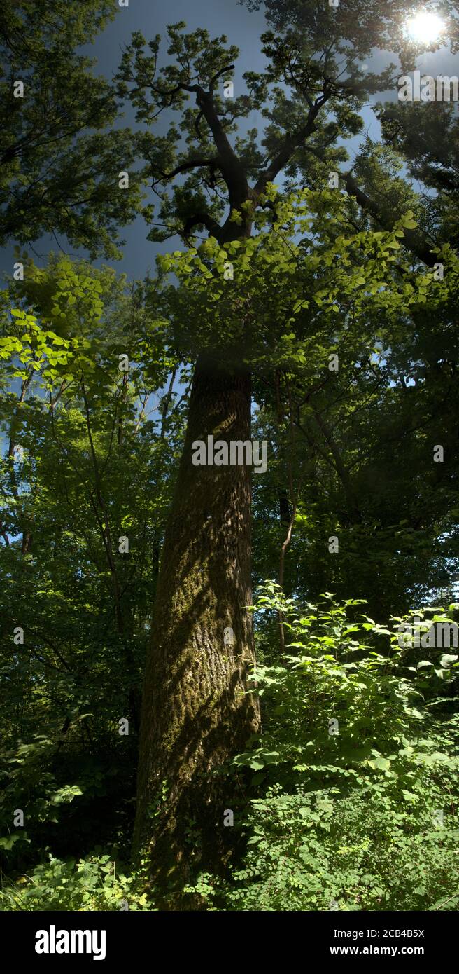Mighty tree in Munich parkland Stock Photo - Alamy