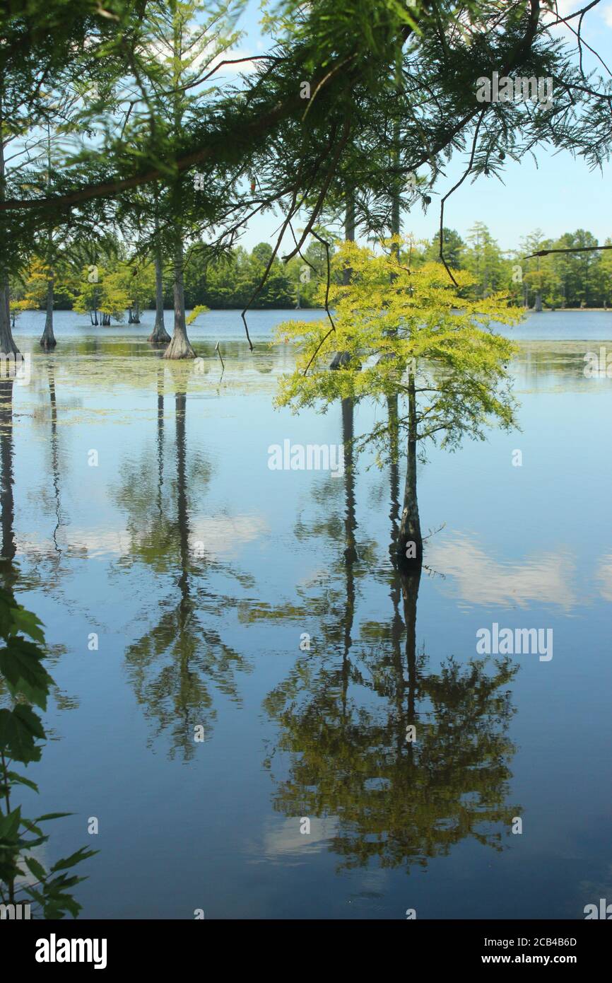 Bald cyprus tree hi-res stock photography and images - Alamy