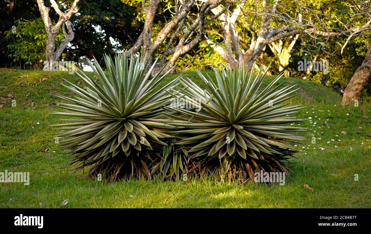 Closeup shot of two blue agave plants at the daylight Stock Photo - Alamy