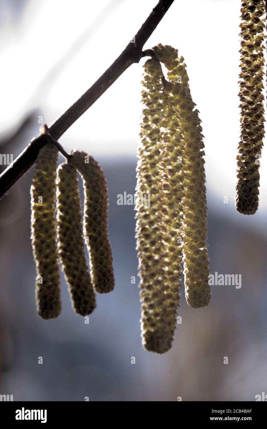 Corylus sp hi-res stock photography and images - Alamy