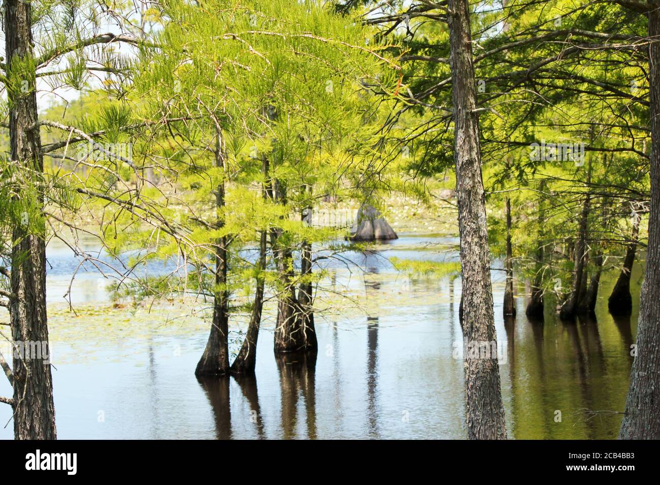 Bald cyprus forest hi-res stock photography and images - Alamy
