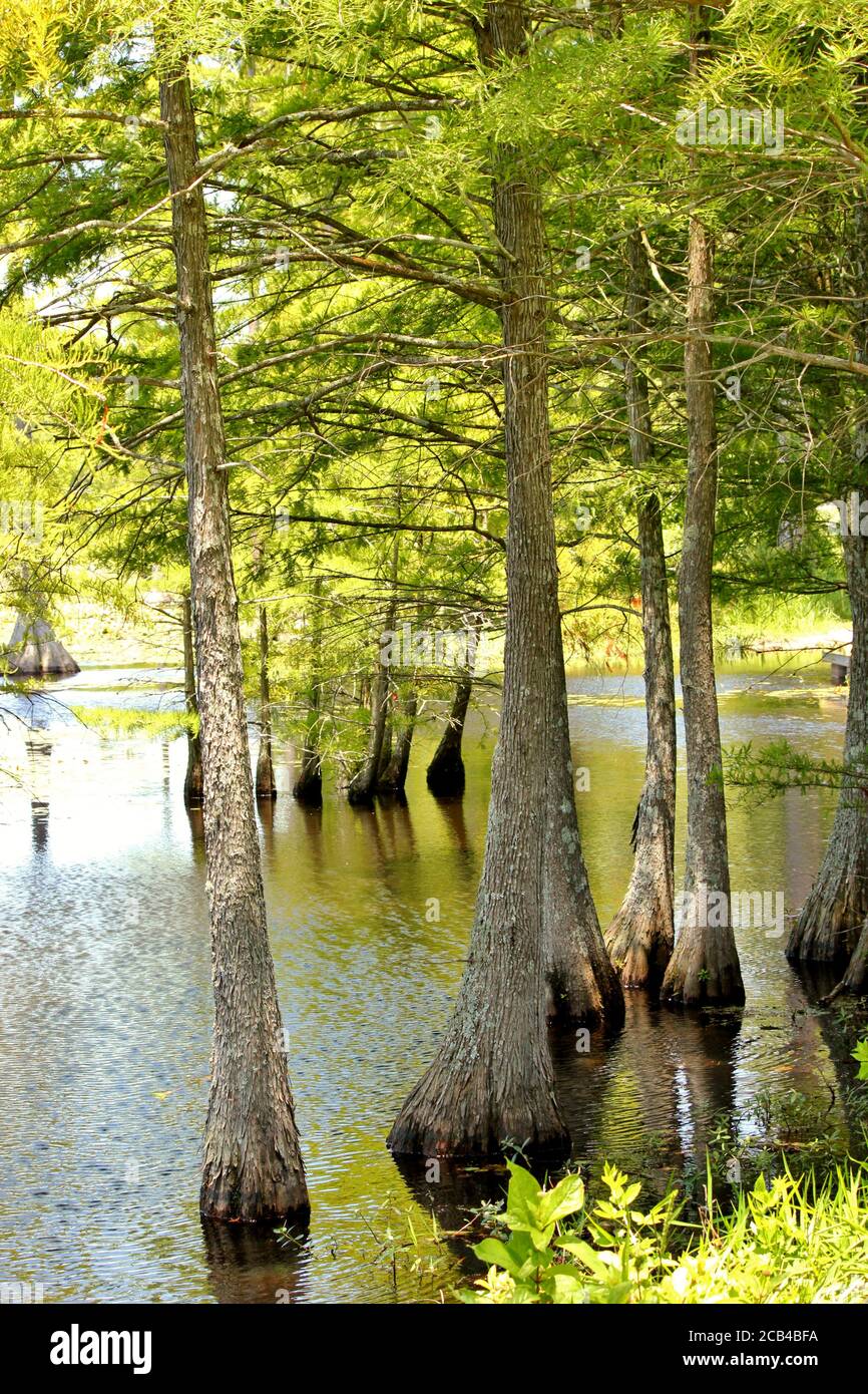 Bald cyprus forest hi-res stock photography and images - Alamy