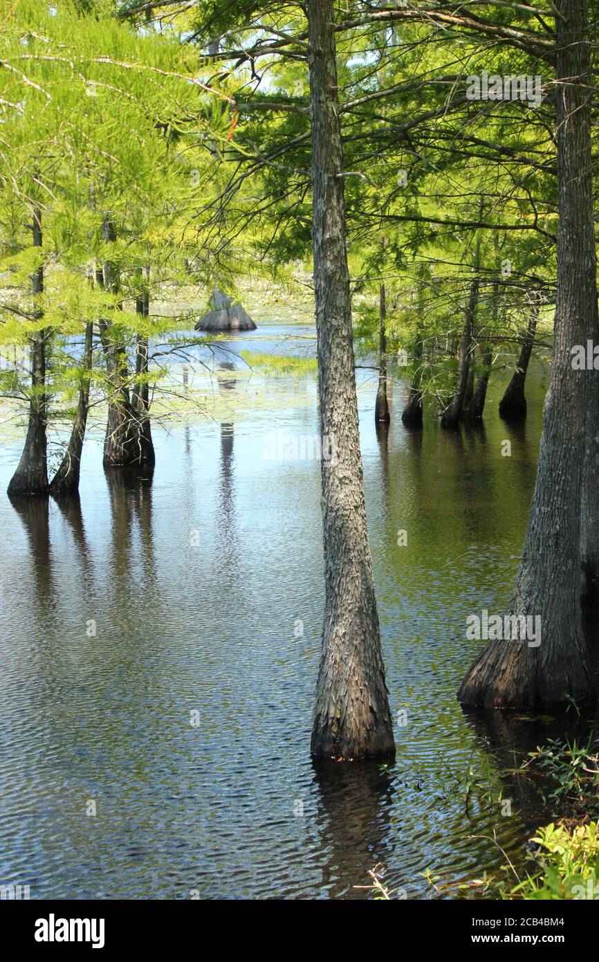 Bald cyprus forest hi-res stock photography and images - Alamy