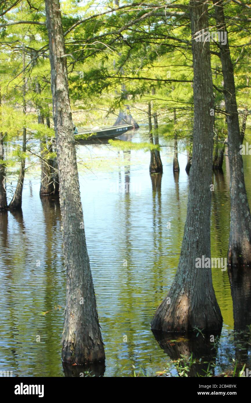 Bald cyprus tree hi-res stock photography and images - Alamy