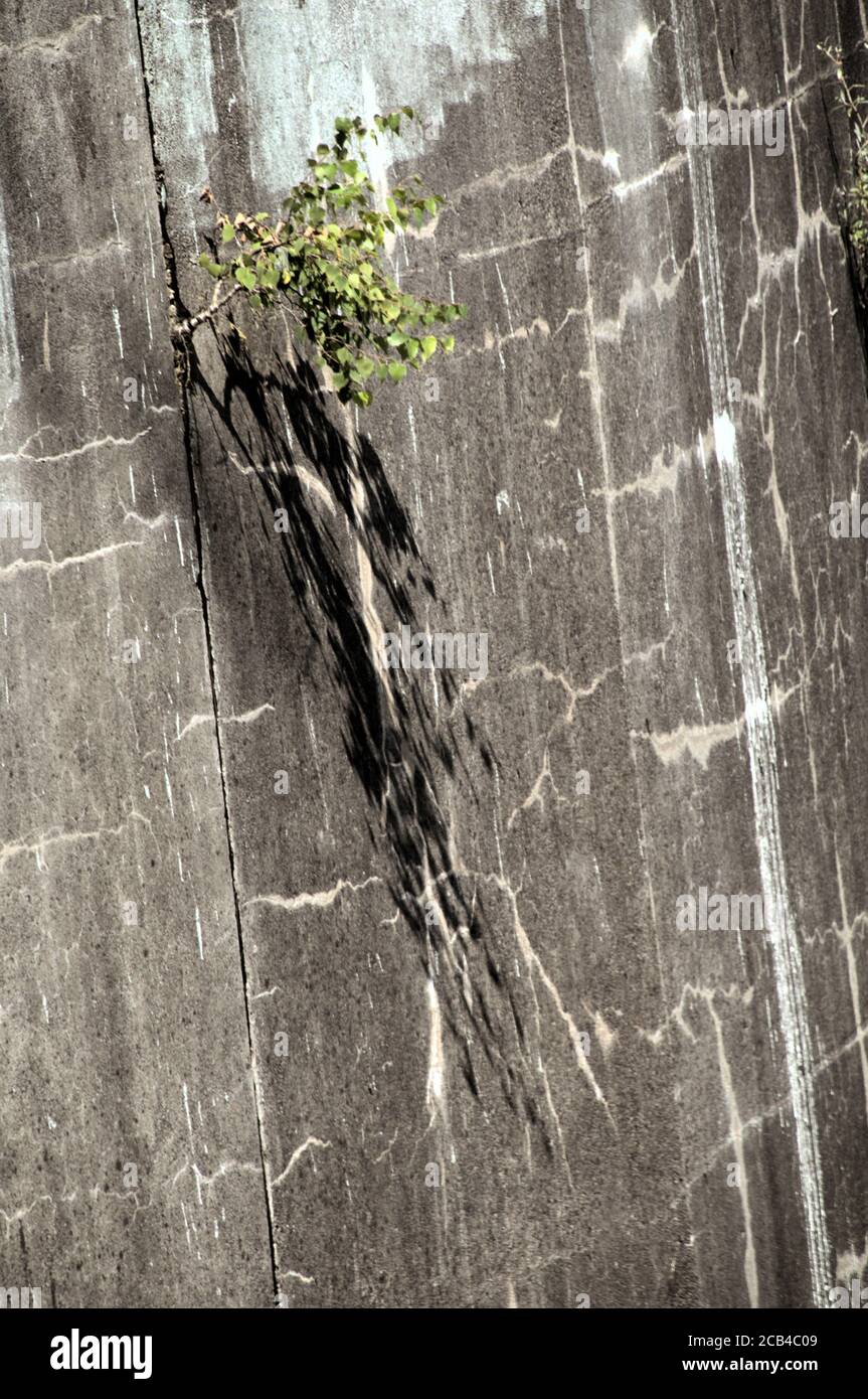 Tree growing on crack concrete hi-res stock photography and images - Alamy