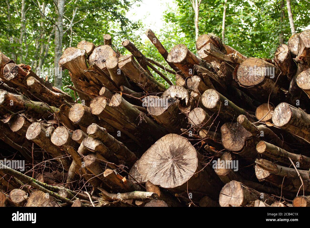 Stacked rough timber and wooden logs lie in the forest. Low angle ...