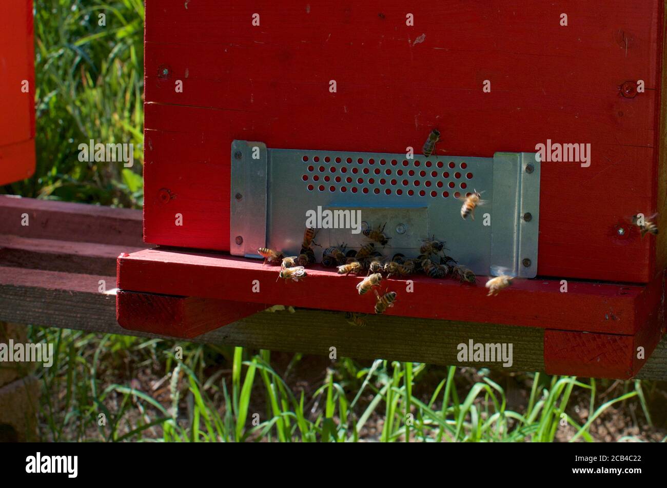 View of a red beehive entrance with many bees flying around Stock Photo ...