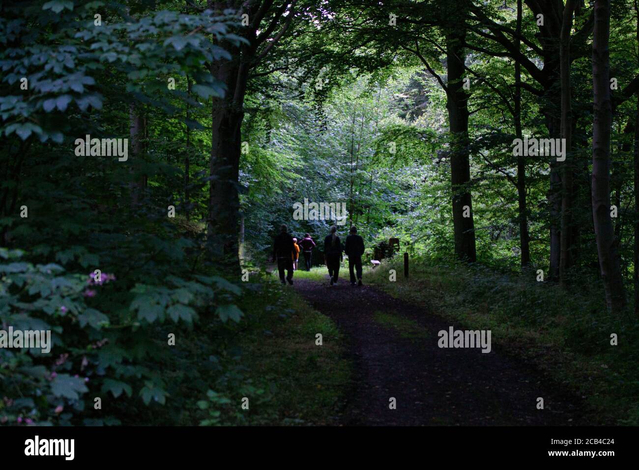 Group of people go for a walk in the dark wood Stock Photo - Alamy