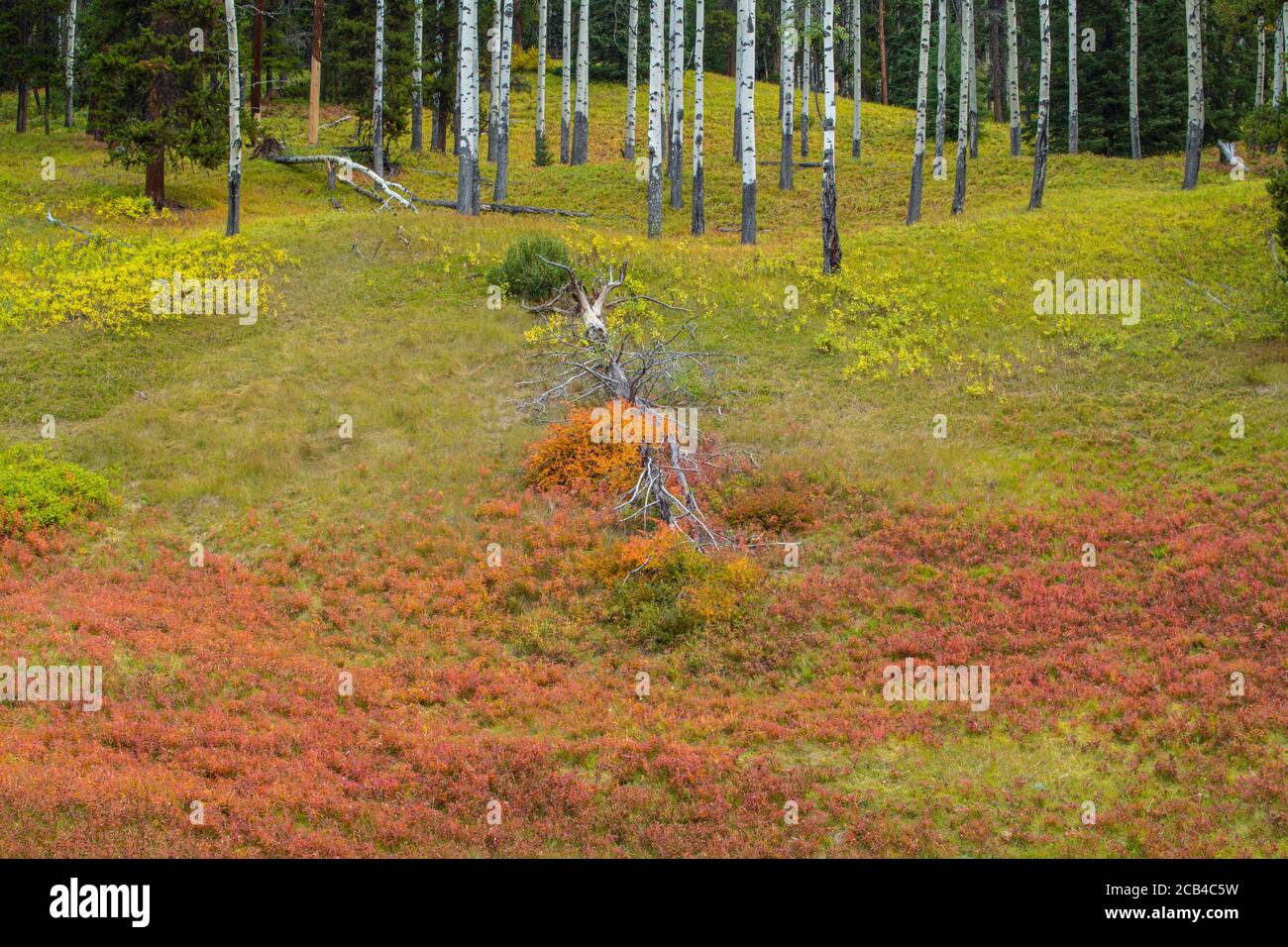 Autumn fireweed, Banff National Park, Alberta, Canada Stock Photo - Alamy