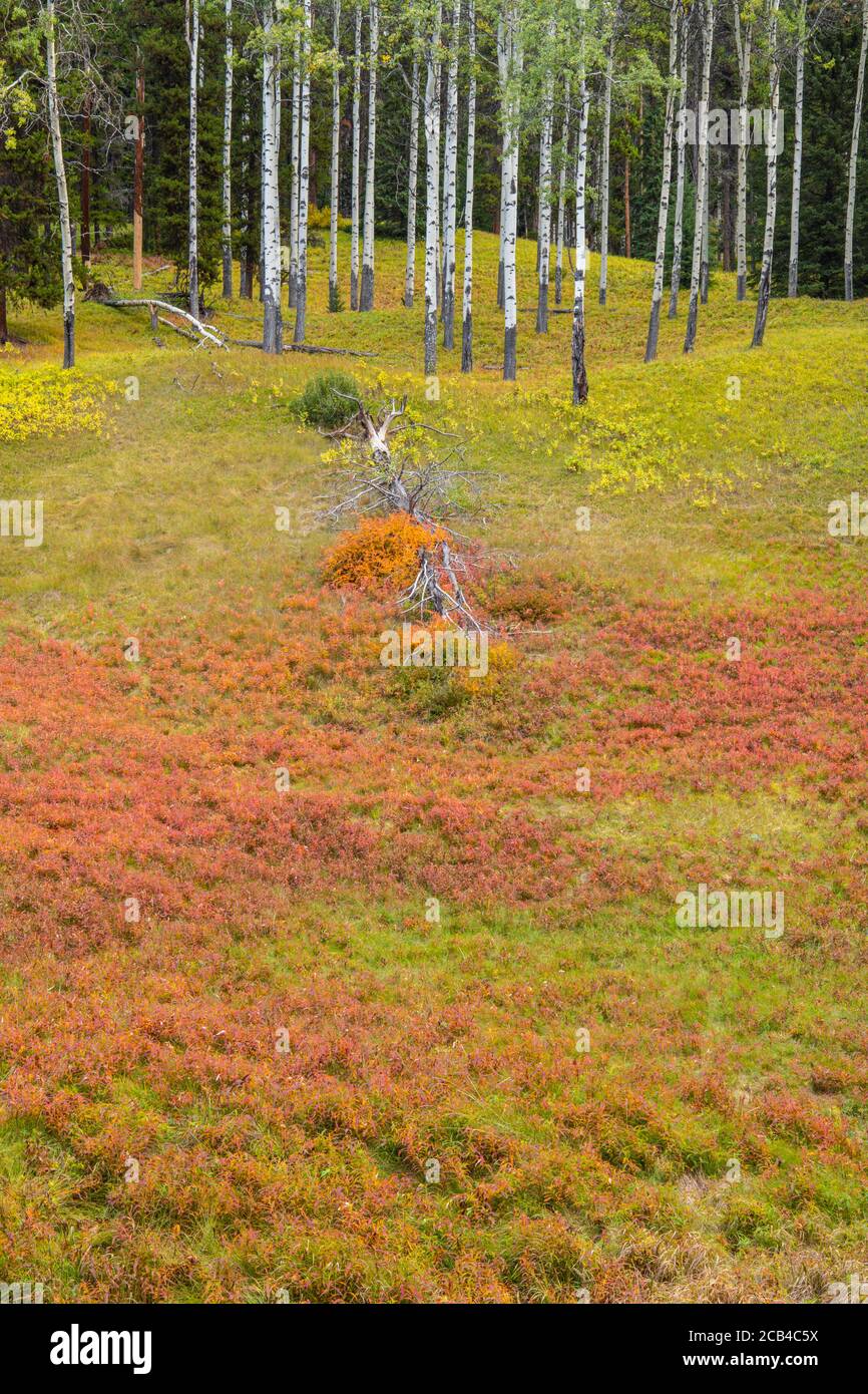 Autumn fireweed, Banff National Park, Alberta, Canada Stock Photo - Alamy
