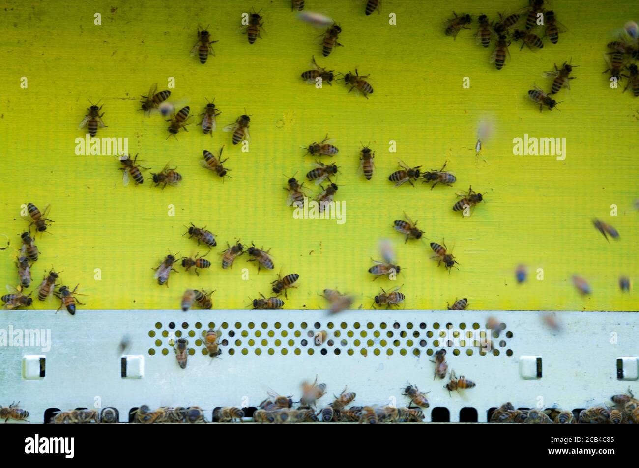 Many honey bees entrance hi-res stock photography and images - Alamy