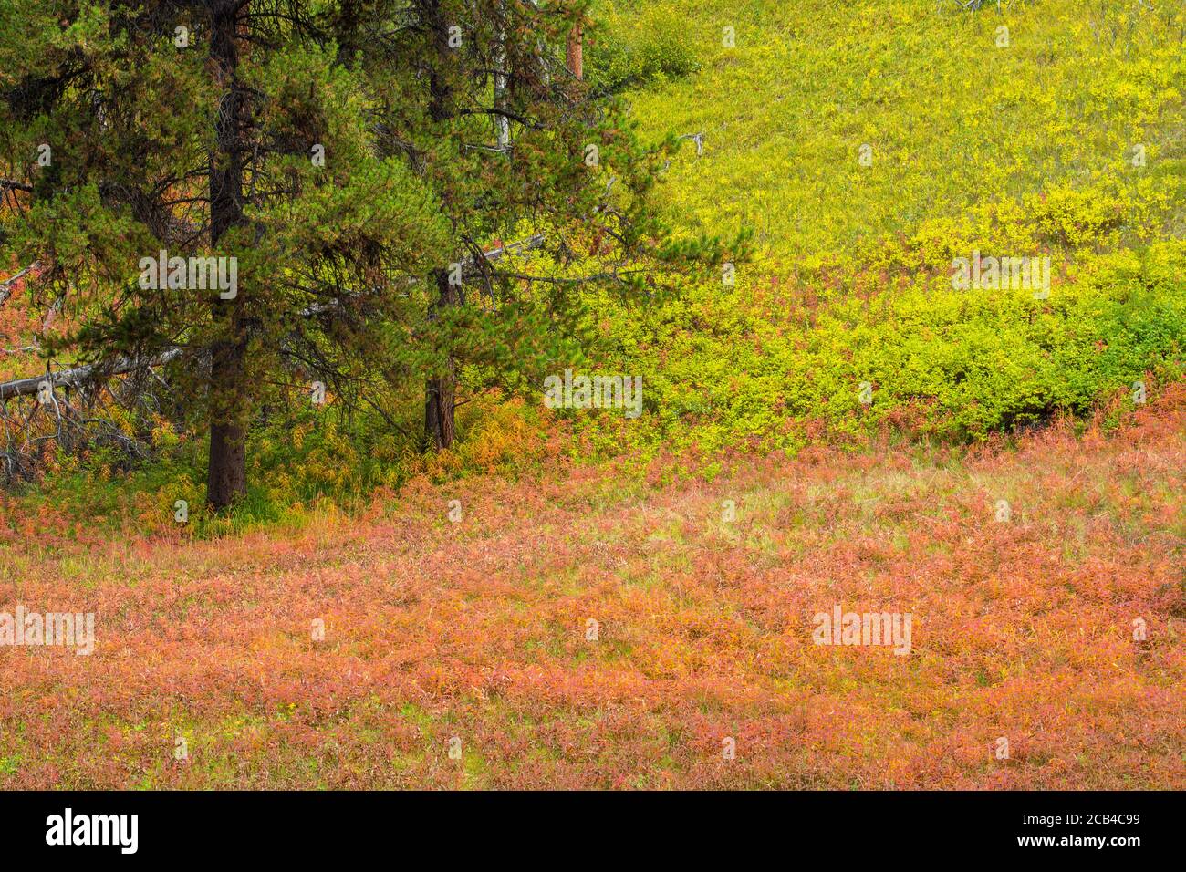 Autumn fireweed, Banff National Park, Alberta, Canada Stock Photo - Alamy