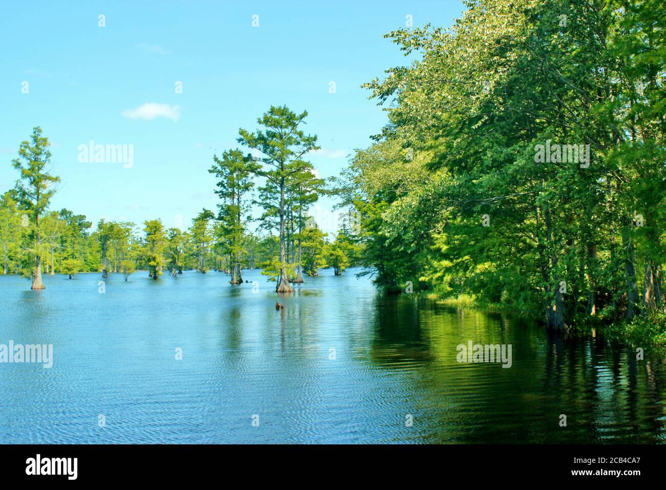 Bald cyprus tree hi-res stock photography and images - Alamy