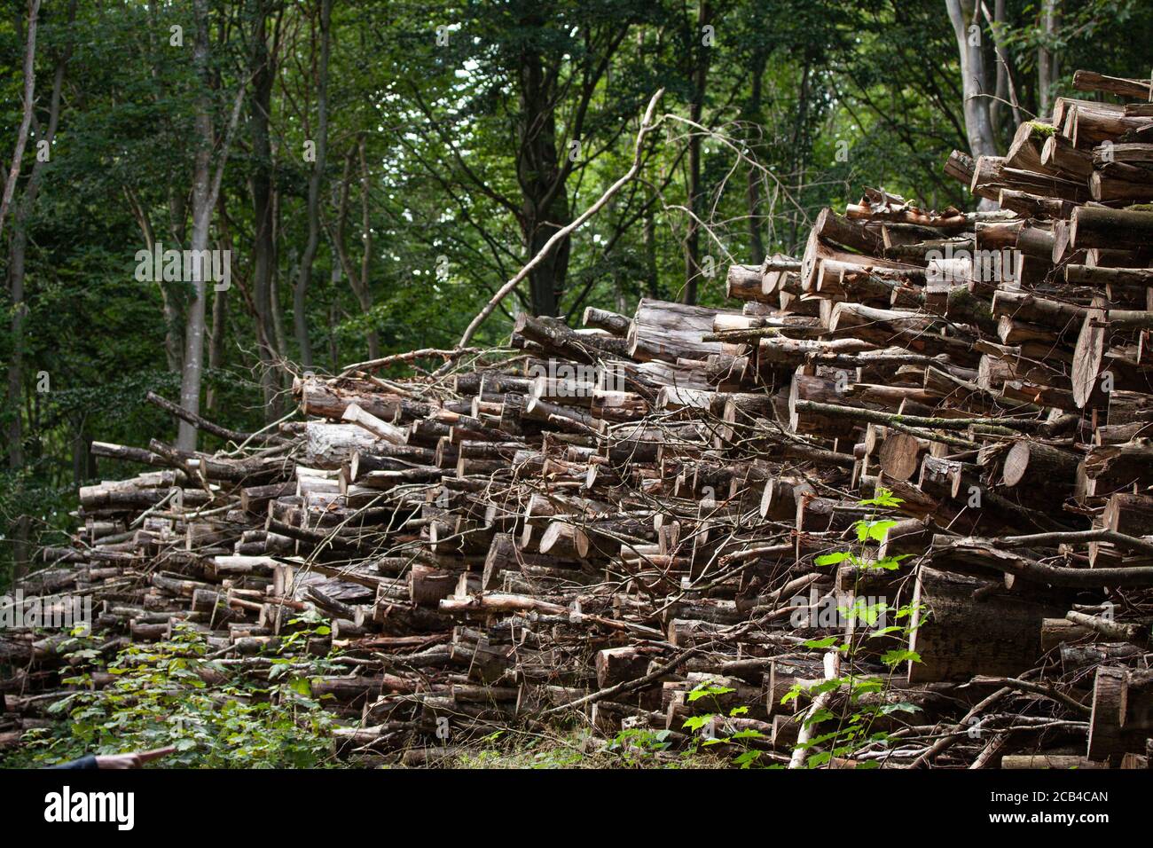 Stacked rough timber and wooden logs lie in the forest. Ecology ...