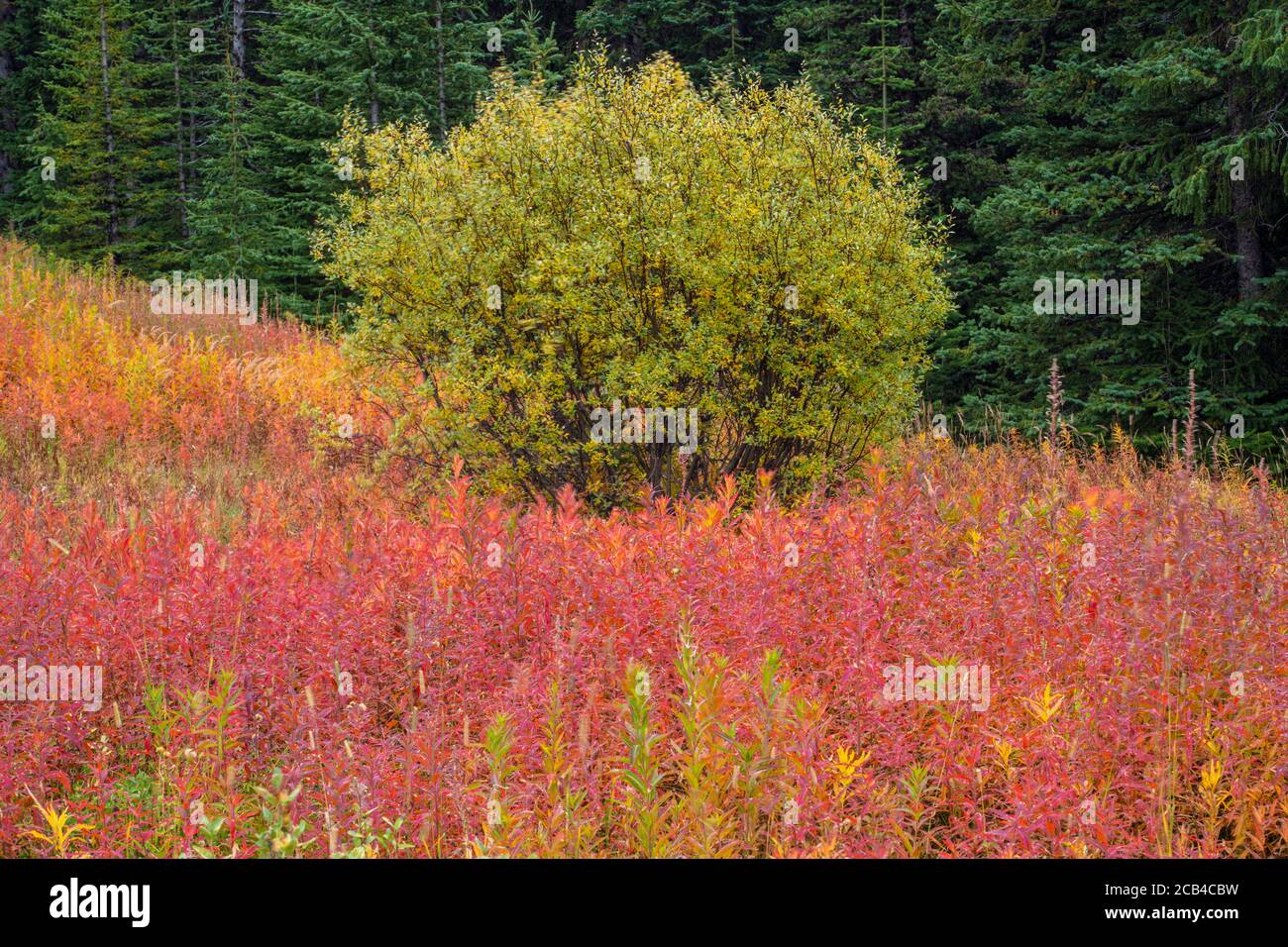 Autumn fireweed, Banff National Park, Alberta, Canada Stock Photo - Alamy