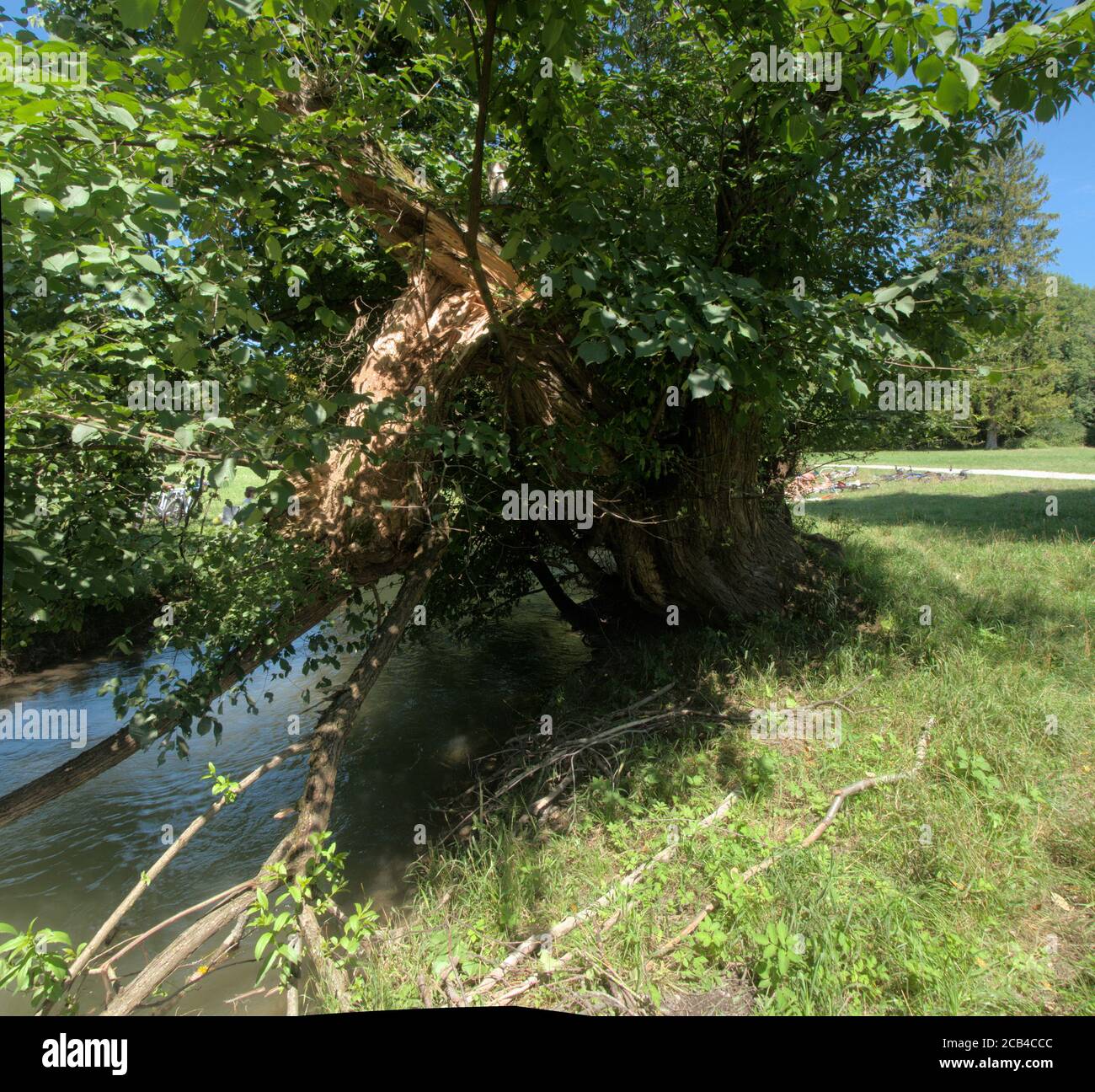 Coppice shoots hi-res stock photography and images - Alamy