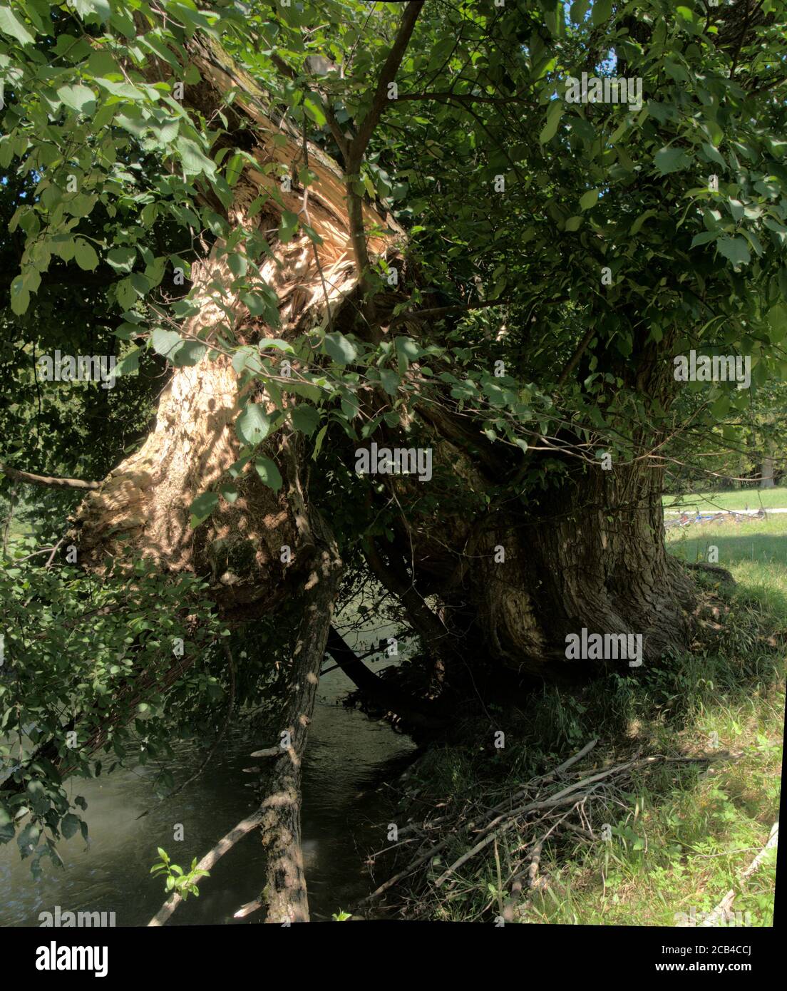 Recovering timber hi-res stock photography and images - Alamy