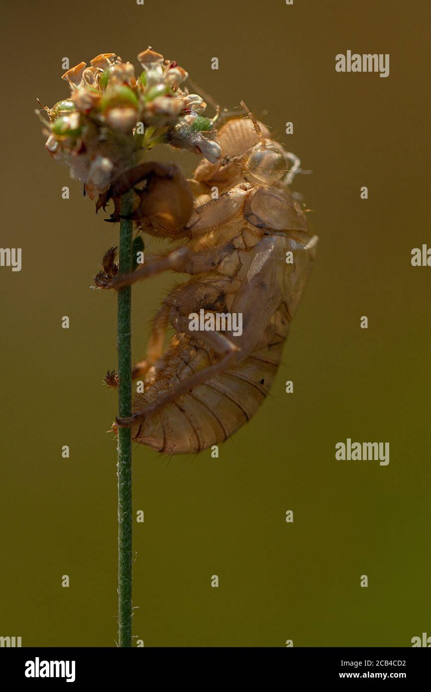 Empty cicada shell hi-res stock photography and images - Alamy
