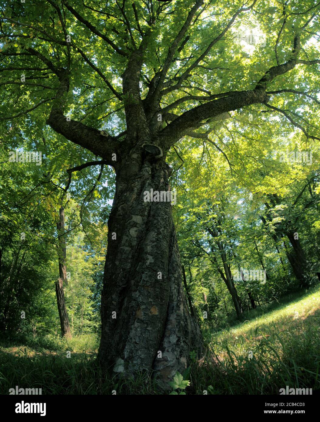 Mighty tree in Munich parkland Stock Photo - Alamy