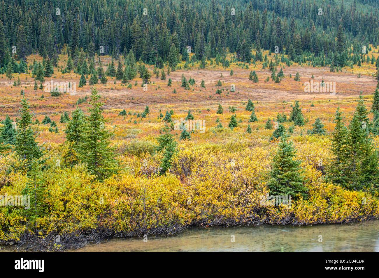 Autumn colour in the alpine meadow, Banff National Park, Alberta ...