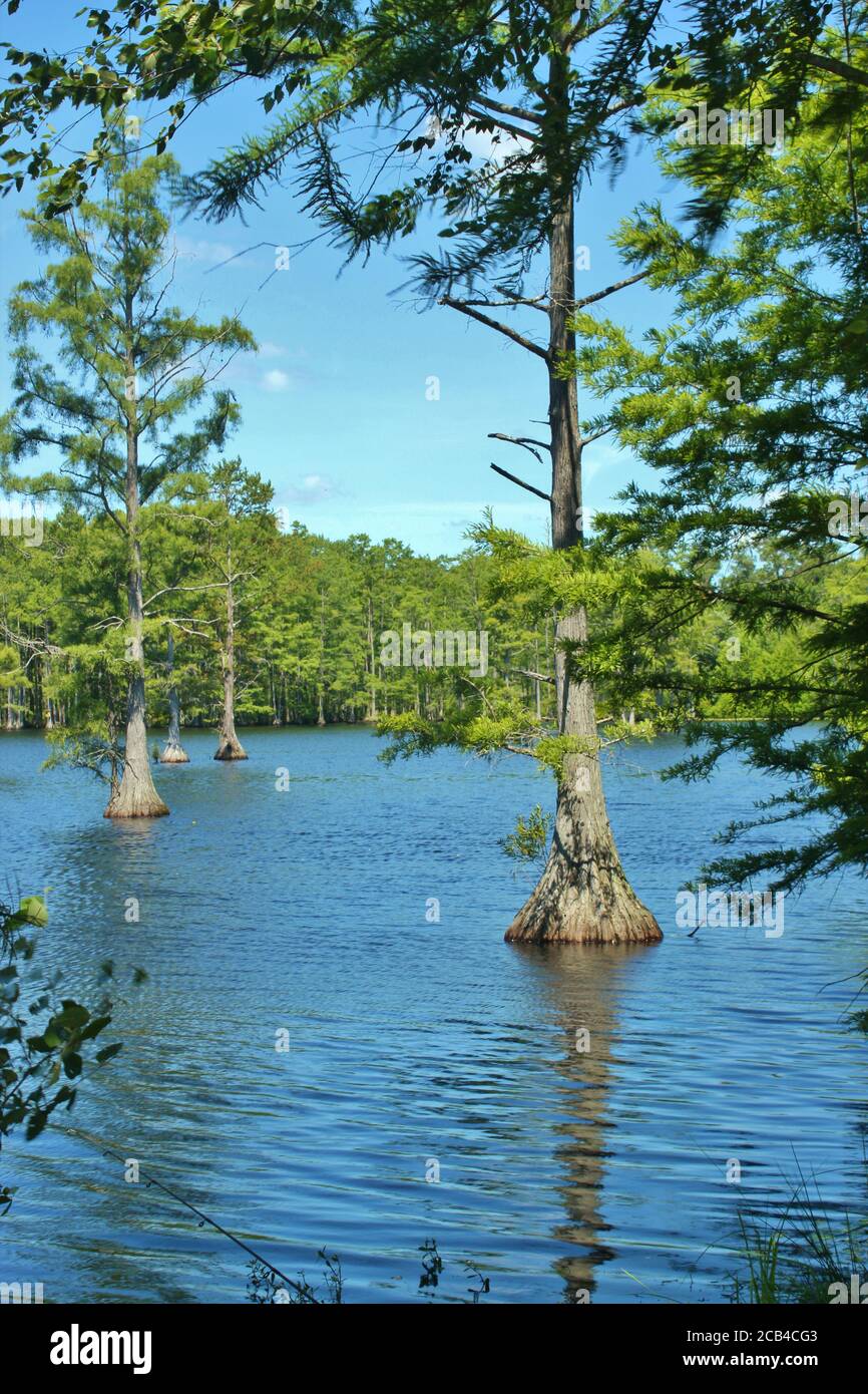 Bald Cyprus trees growing on a lake shore Stock Photo - Alamy