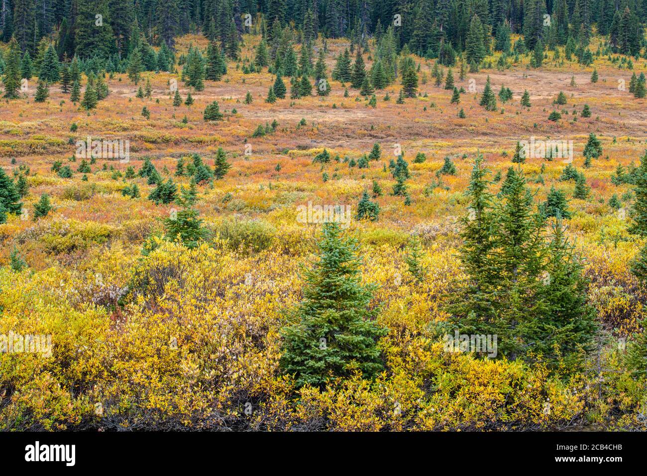 Autumn colour in the alpine meadow, Banff National Park, Alberta ...
