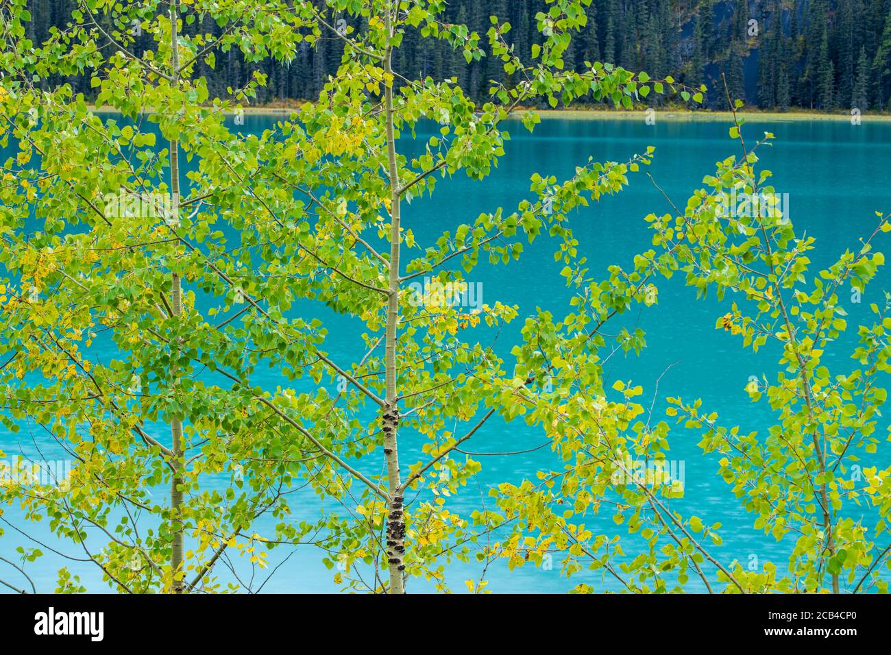 Waterfowl Lake, Banff National Park, Alberta, Canada Stock Photo - Alamy