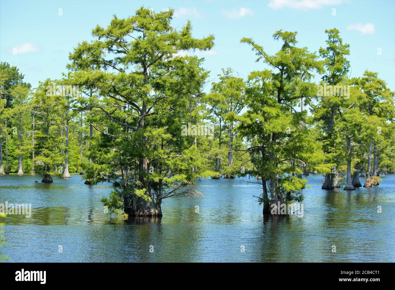 Bald Cyprus trees growing on a lake shore Stock Photo - Alamy