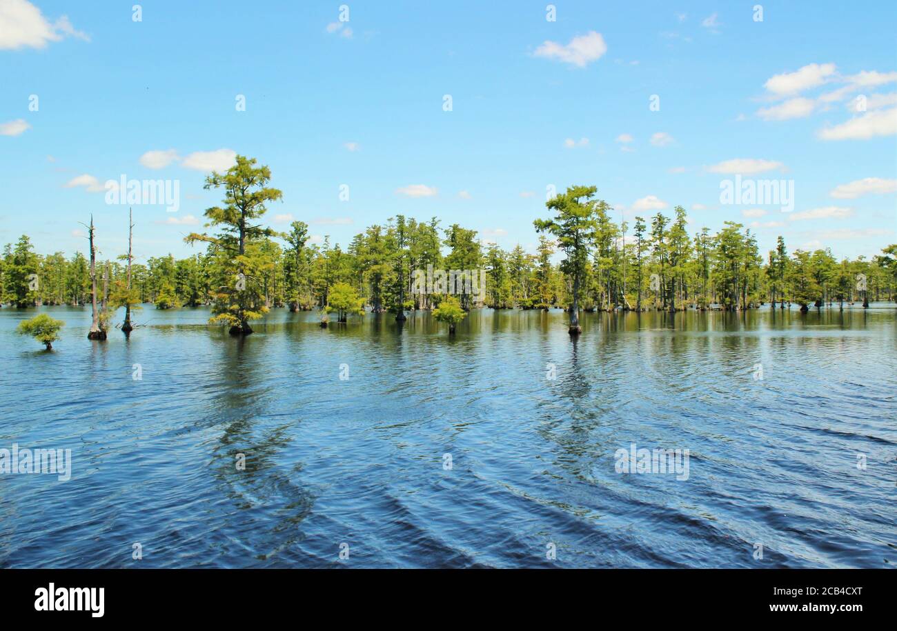 Bald cyprus forest hi-res stock photography and images - Alamy