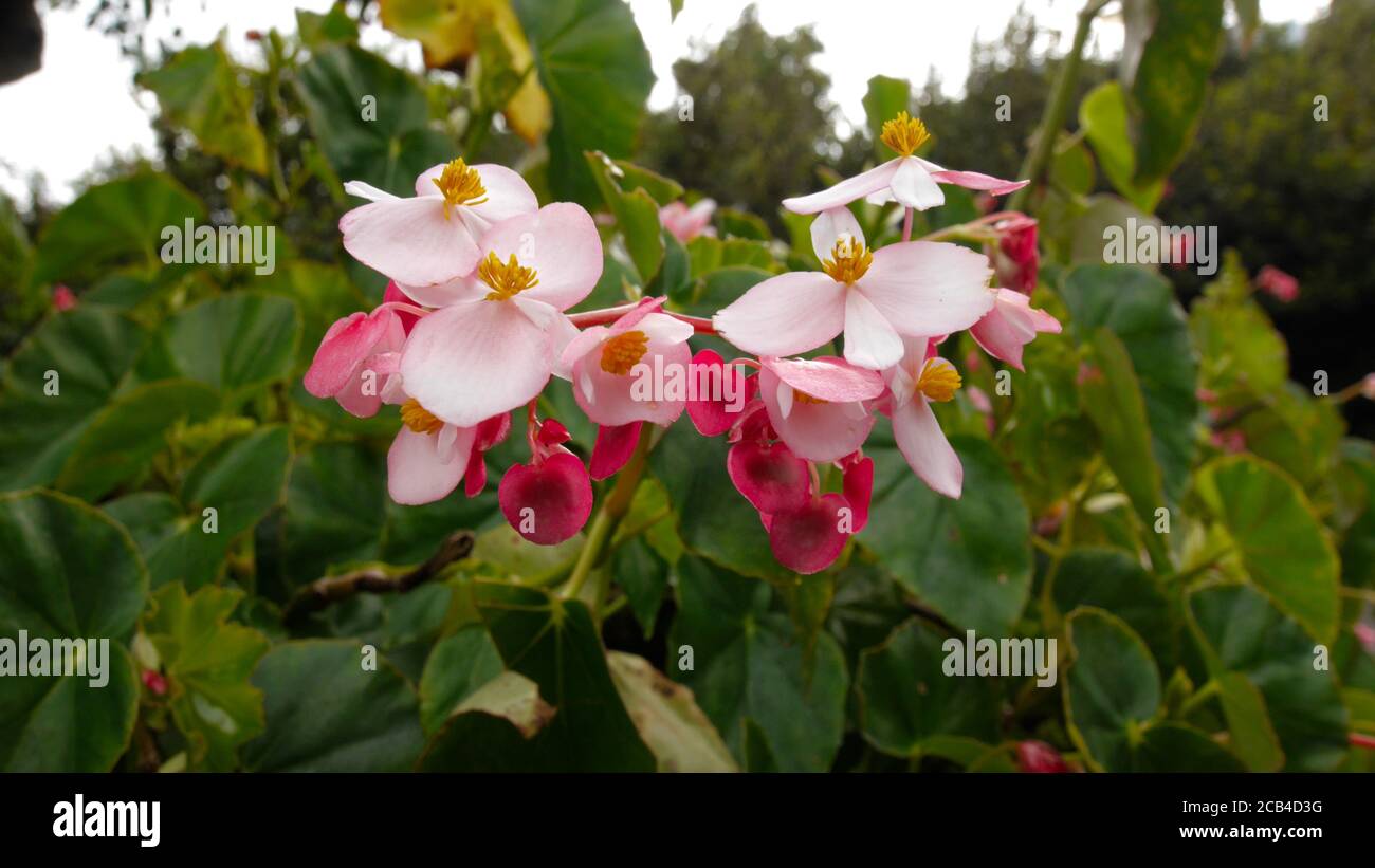 Closeup shot of blooming begonia flowers Stock Photo - Alamy