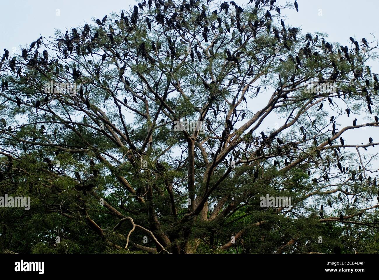 Cerron Grande High Resolution Stock Photography and Images - Alamy