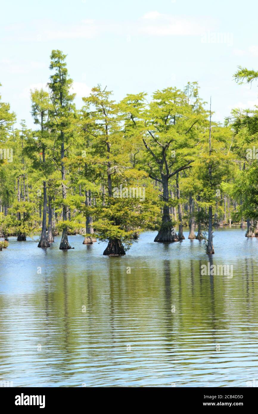 Bald cyprus tree hi-res stock photography and images - Alamy