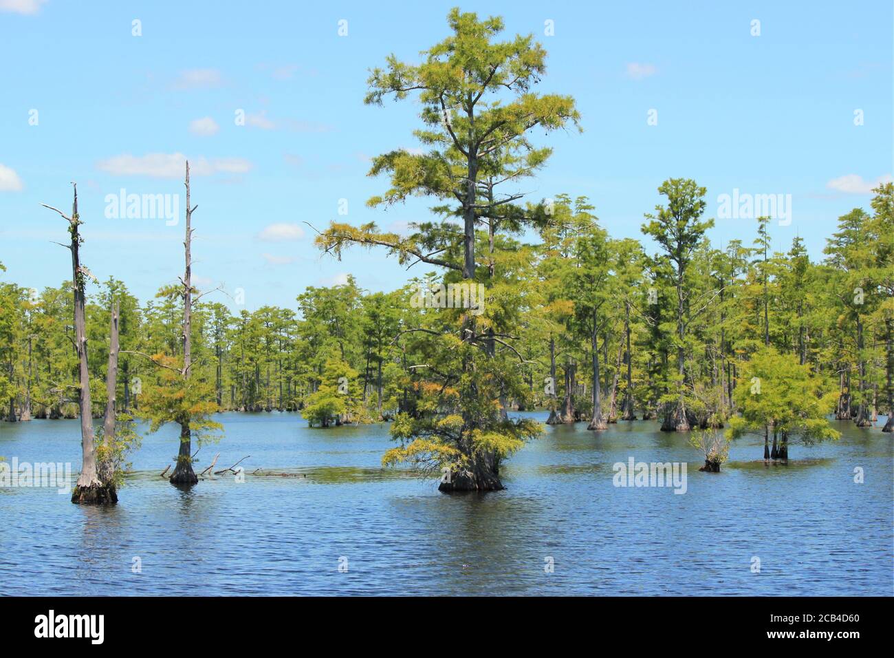Bald cyprus forest hi-res stock photography and images - Alamy