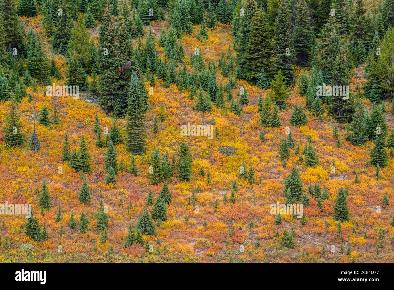 Alpine biome hi-res stock photography and images - Alamy