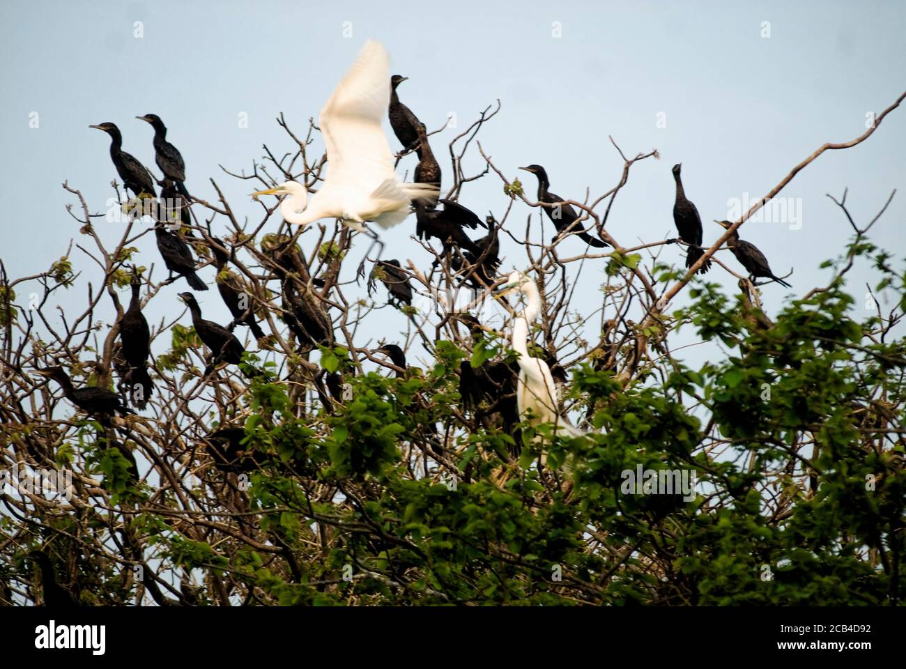 Cerron Grande High Resolution Stock Photography and Images - Alamy