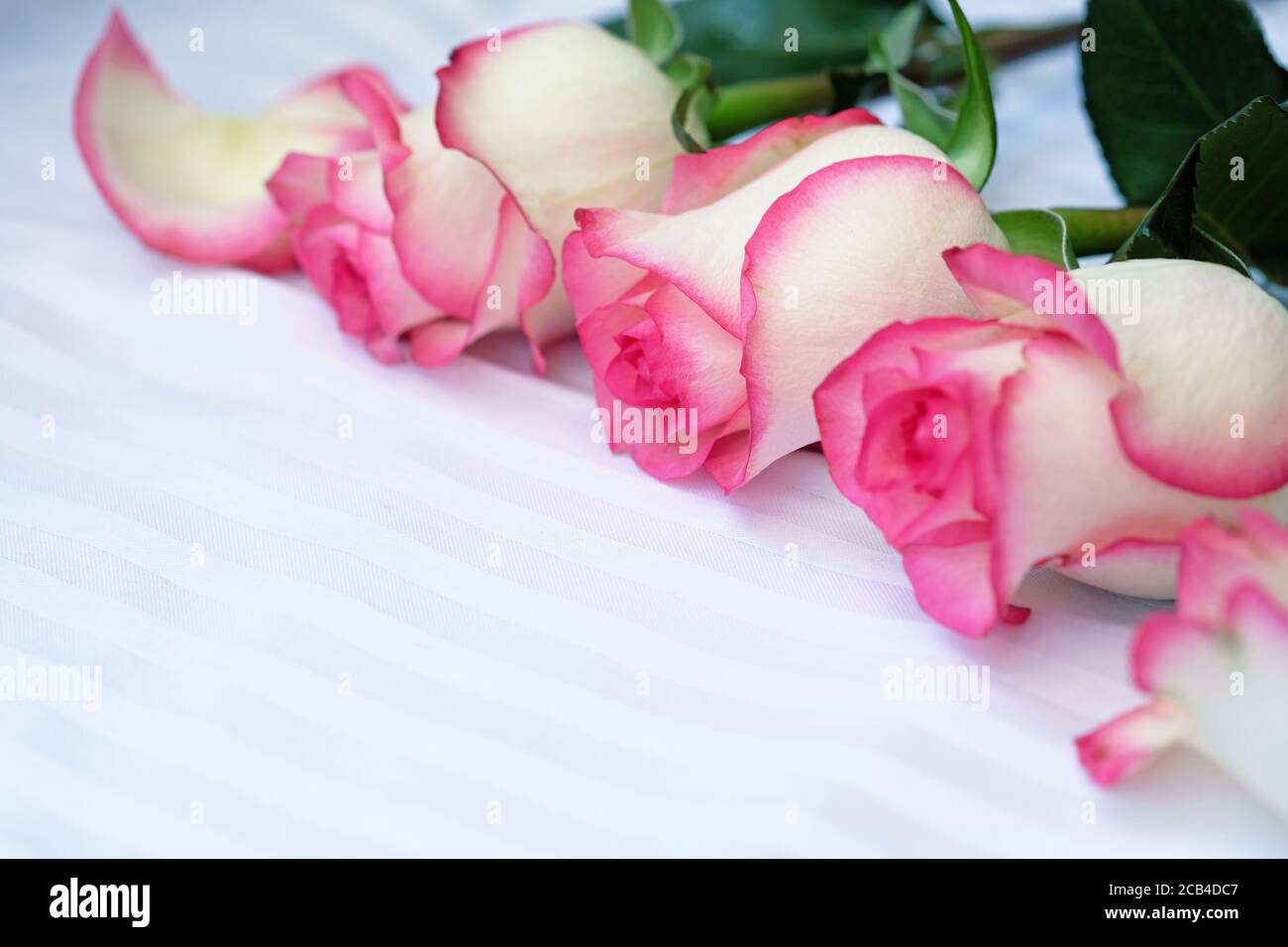 White roses with a pink rim on the sheets. Romantic background with ...
