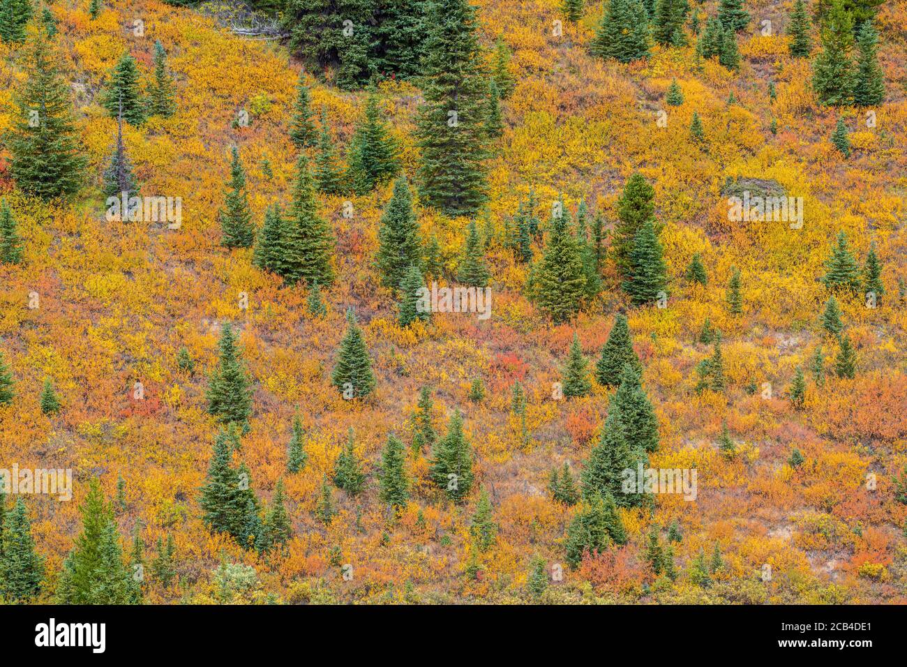 Autumn colour in the alpine meadows, Banff National Park, Alberta ...