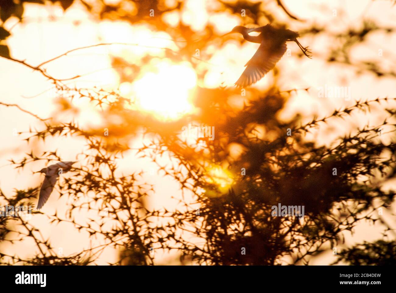 Cerron Grande High Resolution Stock Photography and Images - Alamy