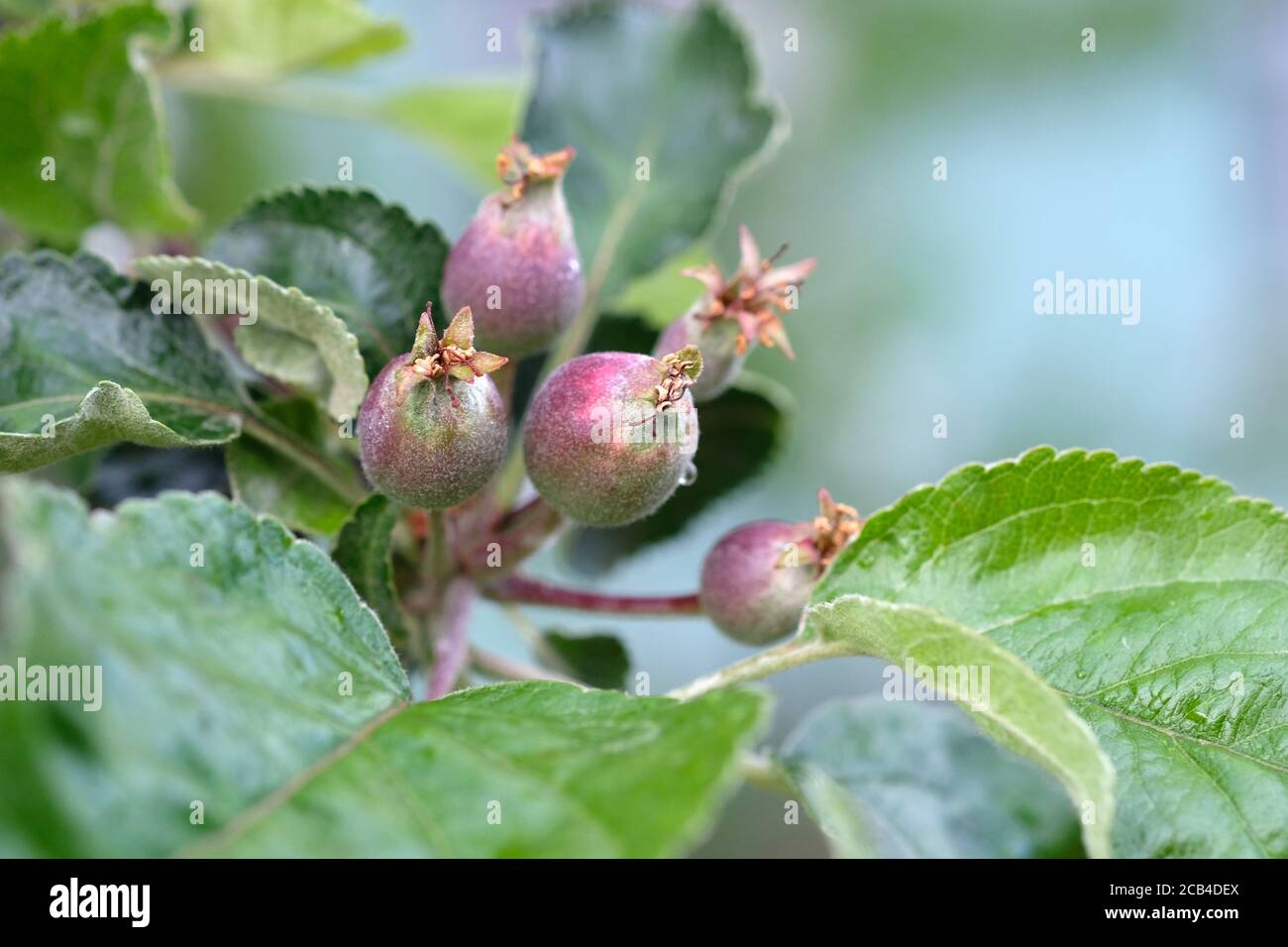 A sprig of green little apples. The unripe apples in the tree. set on ...
