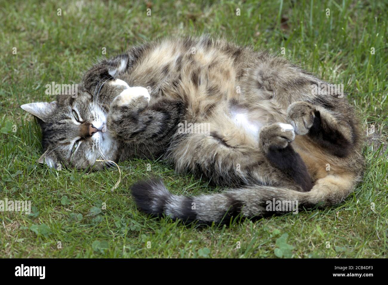Tabby cat relaxing on sunlit lawn in Swiss cottage garden Stock Photo ...