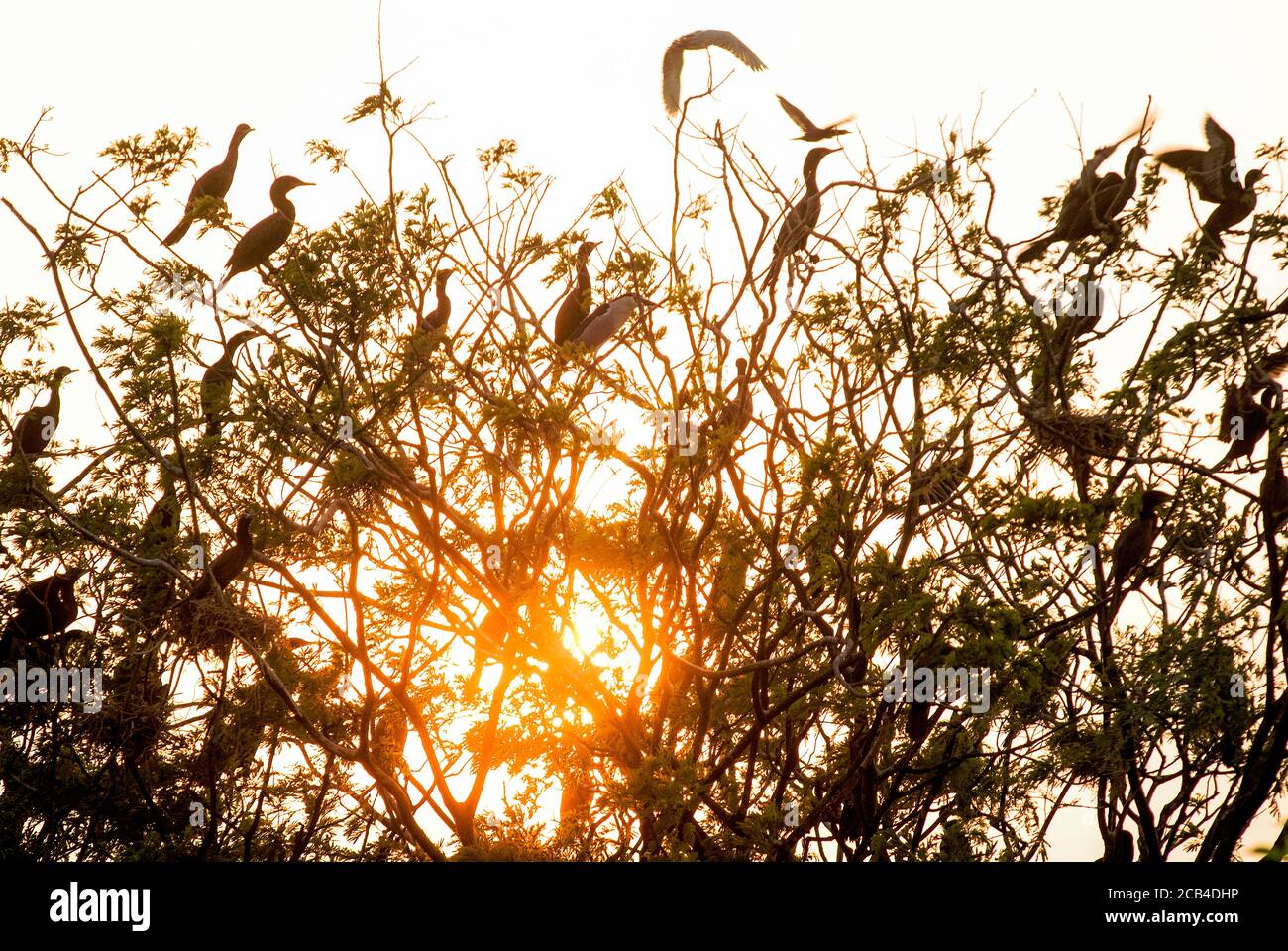 Cerron Grande High Resolution Stock Photography and Images - Alamy