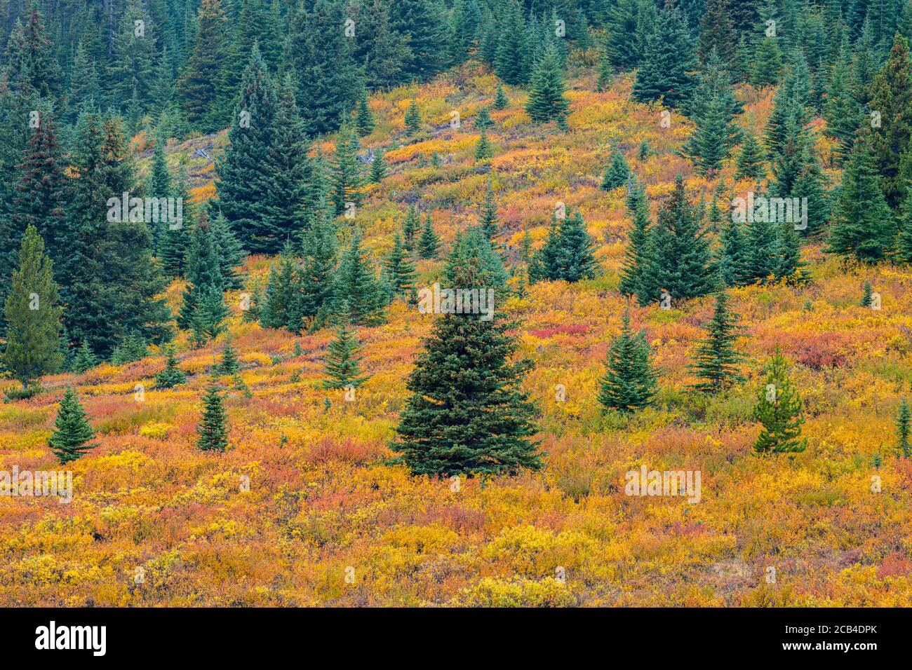 Alpine biome hi-res stock photography and images - Alamy