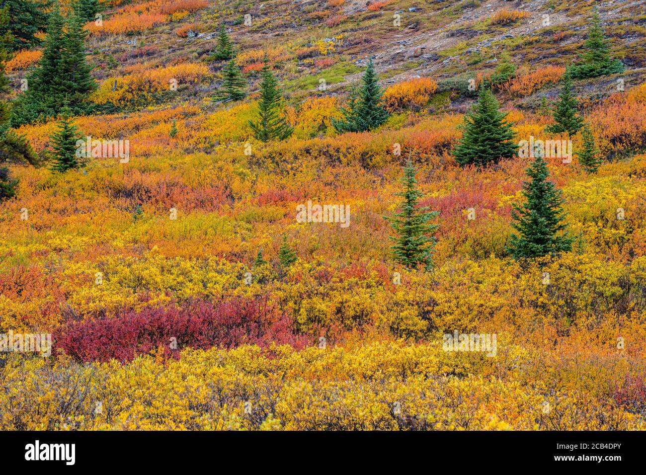 Autumn colour in the alpine meadows, Jasper National Park, Alberta ...