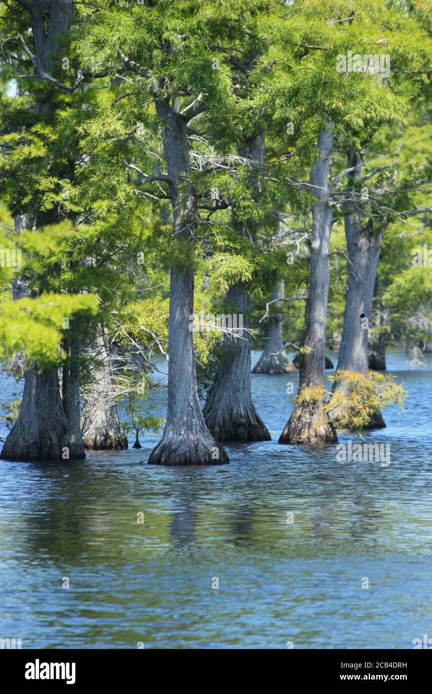 Bald Cyprus trees growing on a lake shore Stock Photo - Alamy
