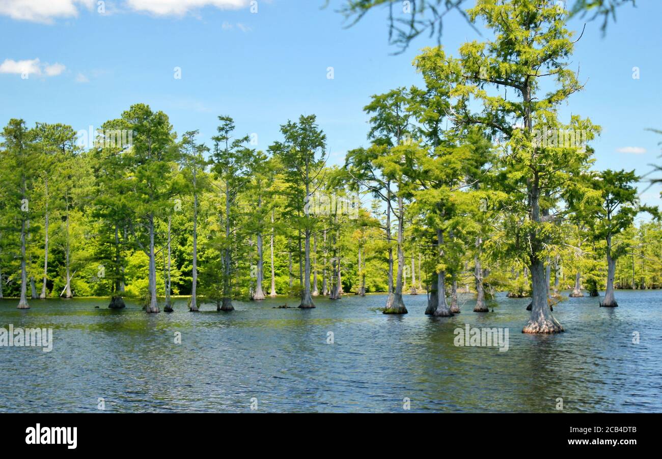 Bald Cyprus trees growing on a lake shore Stock Photo - Alamy